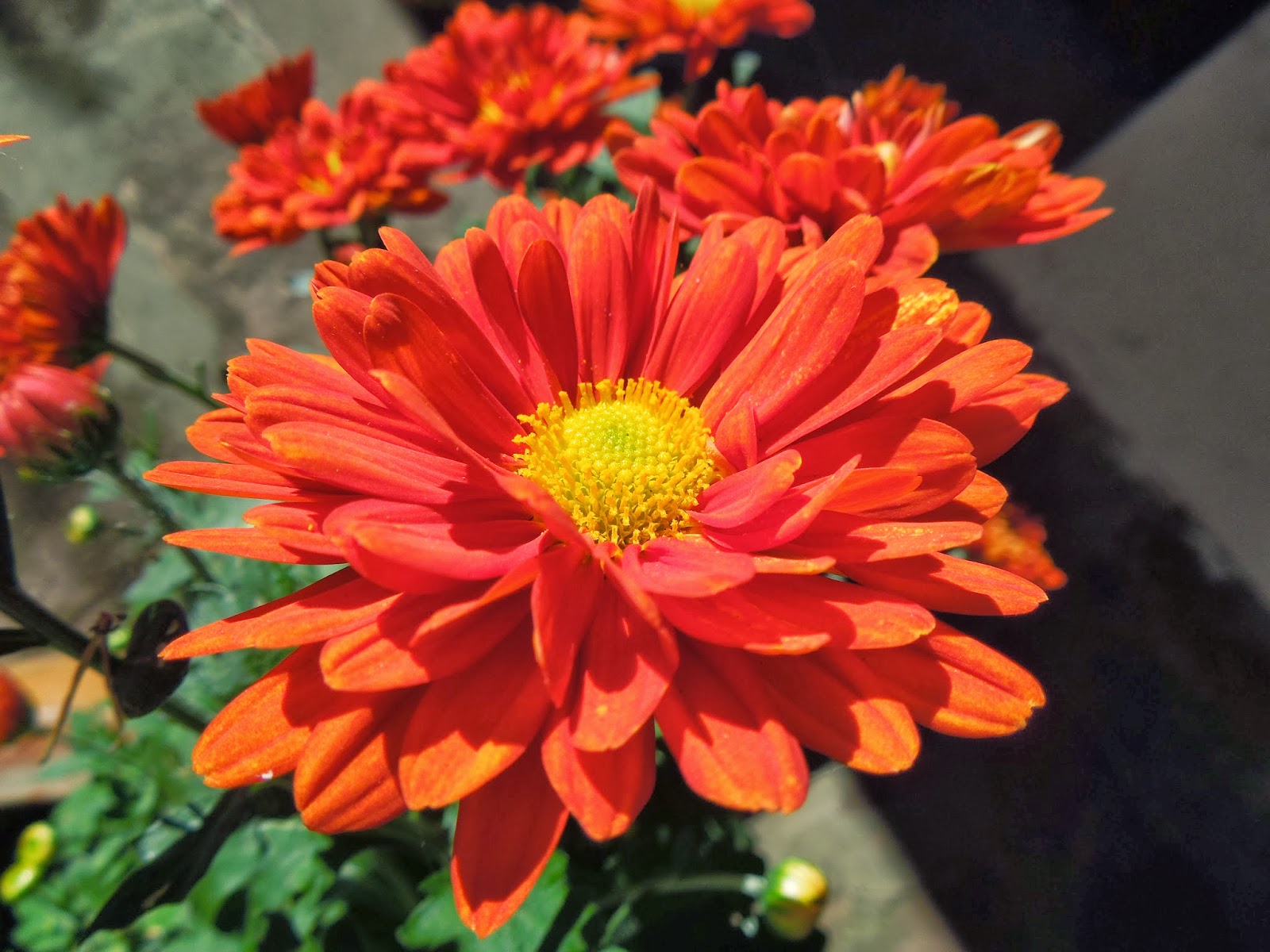 CRISANTEMO como nace una flor - BOTÀNIC SERRAT