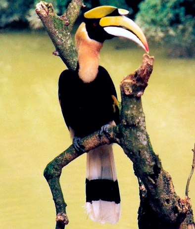 Mengenal Si unik Burung Rangkong (Enggang)