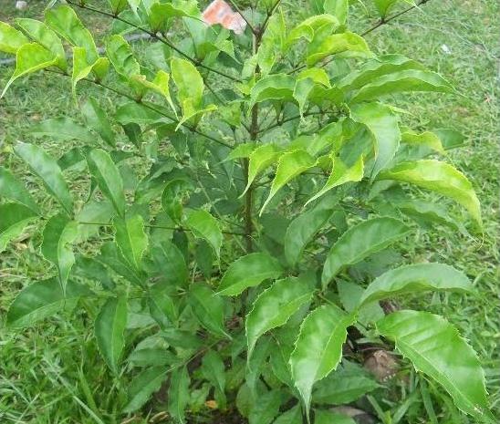 SEGREDO DAS FOLHAS: FOLHA DE AKÒKO