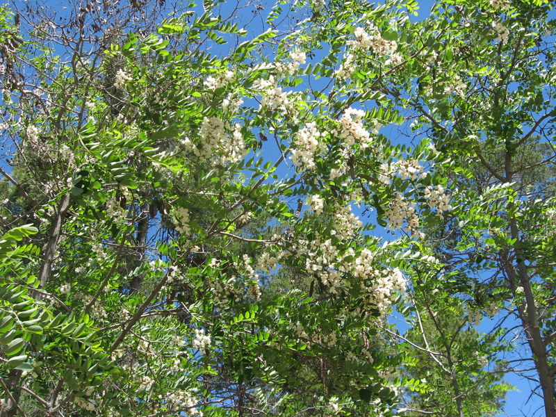 Caminos del Sur-2: EL NACIMIENTO (LAUJAR DE ANDARAX) - CERRO DEL ALMIREZ