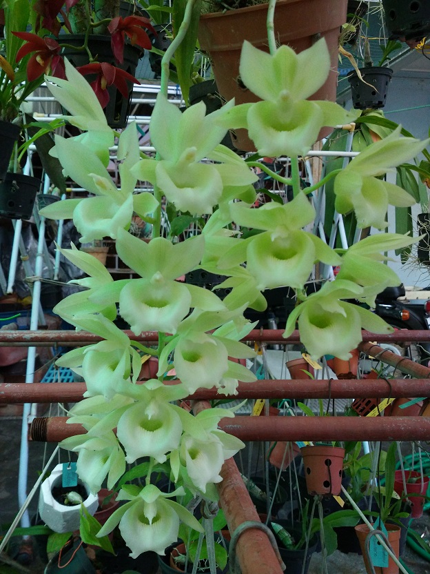 catasetum-ian: Clowesetum Raymond Lerner