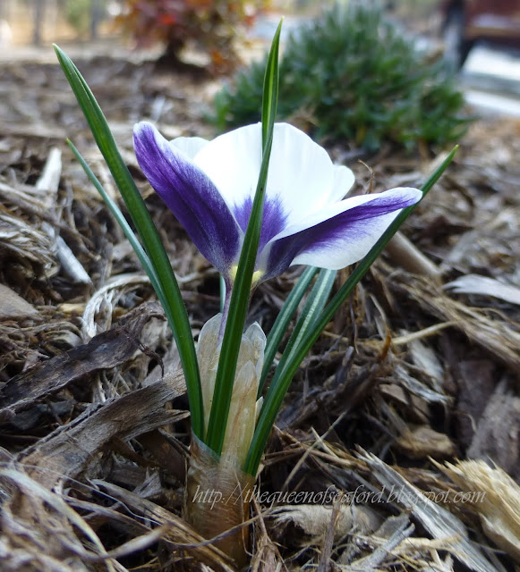 The Queen of Seaford: A Second Flush And Other Tidbits