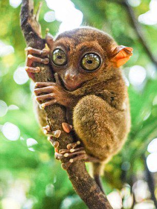 Escombros con hoguera: TARSIO