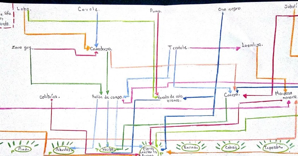 Bitácora: Biología IV.