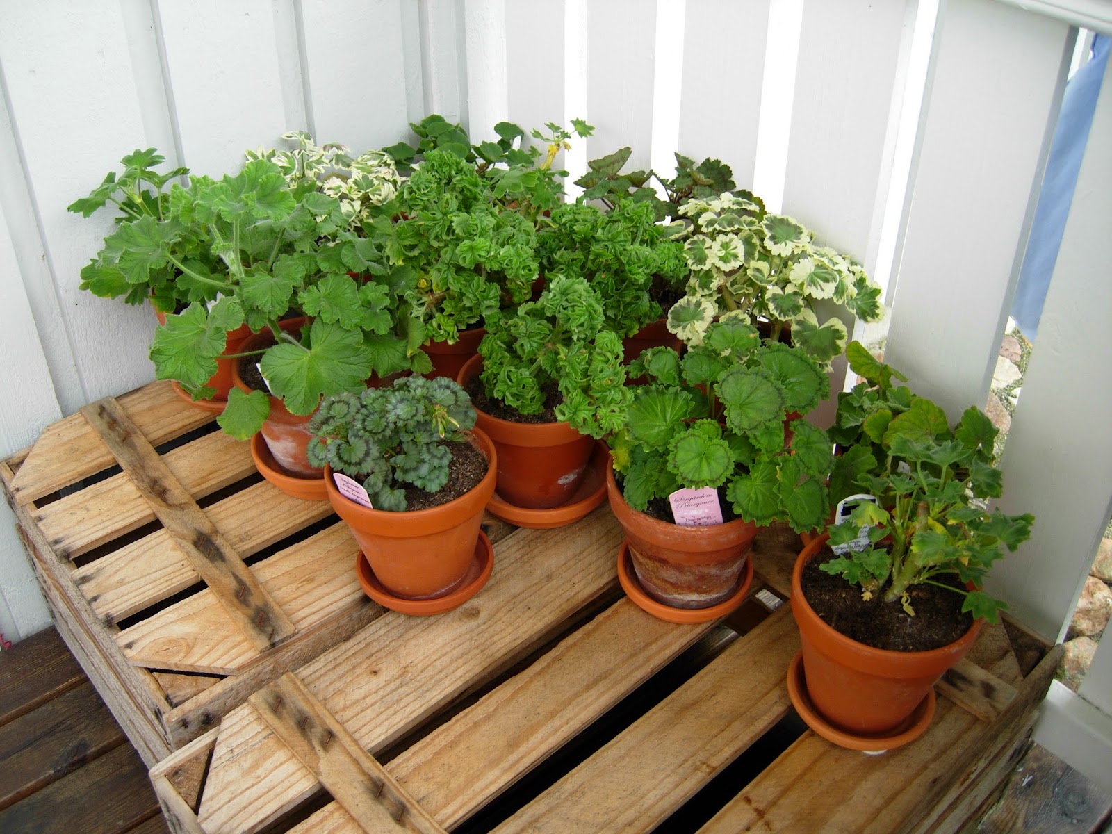 Pelargonernas Rike: Vinterförvaring av pelargoner