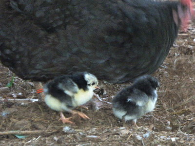 5 Acres & A Dream: Setting Hens and Baby Chicks