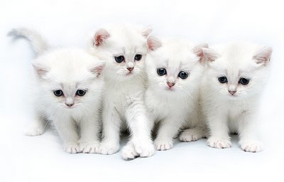 Cute Cats #2 | Cute Cats