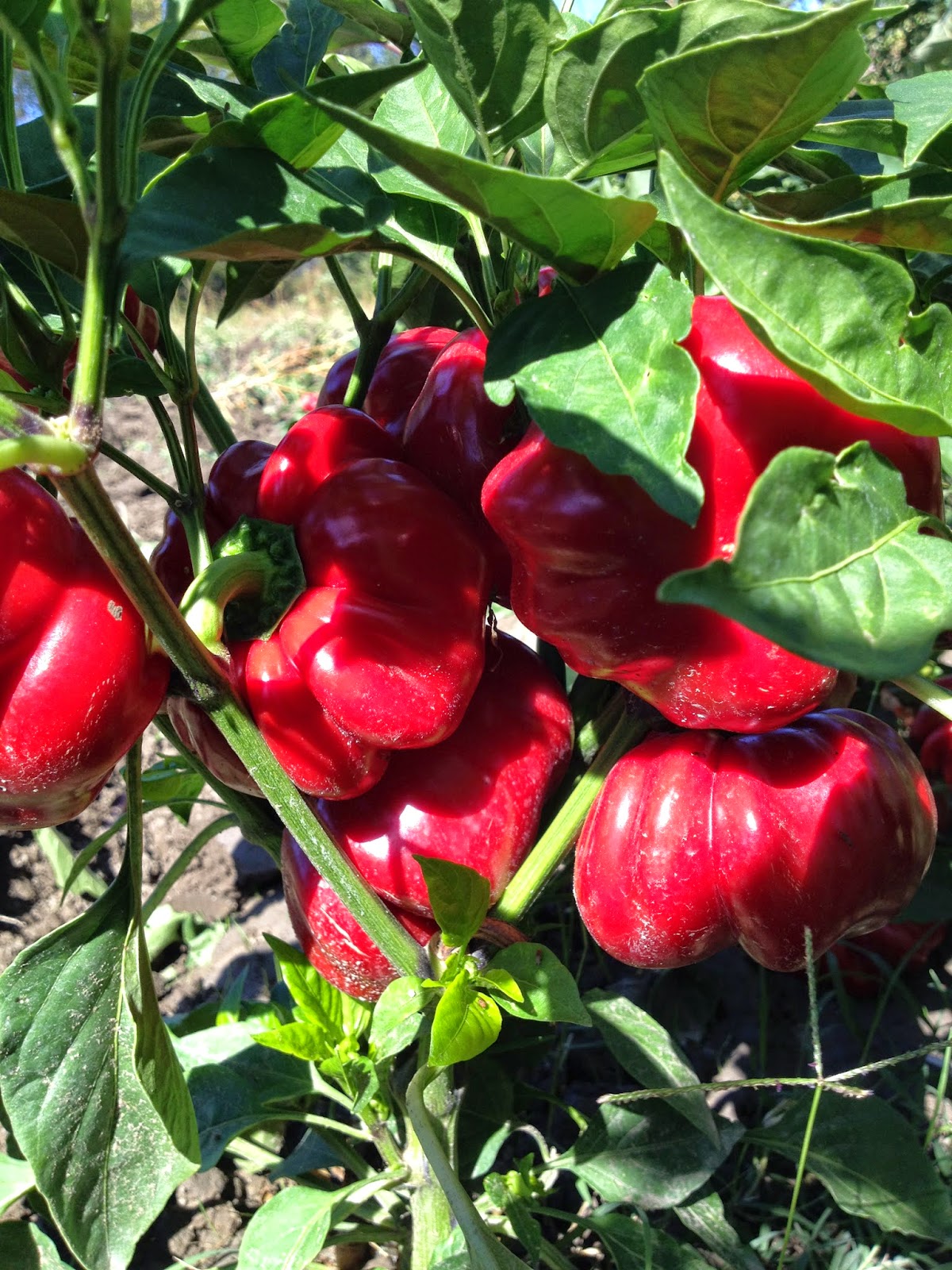 Seed Revolution Now!: Red Ruffled Pimiento