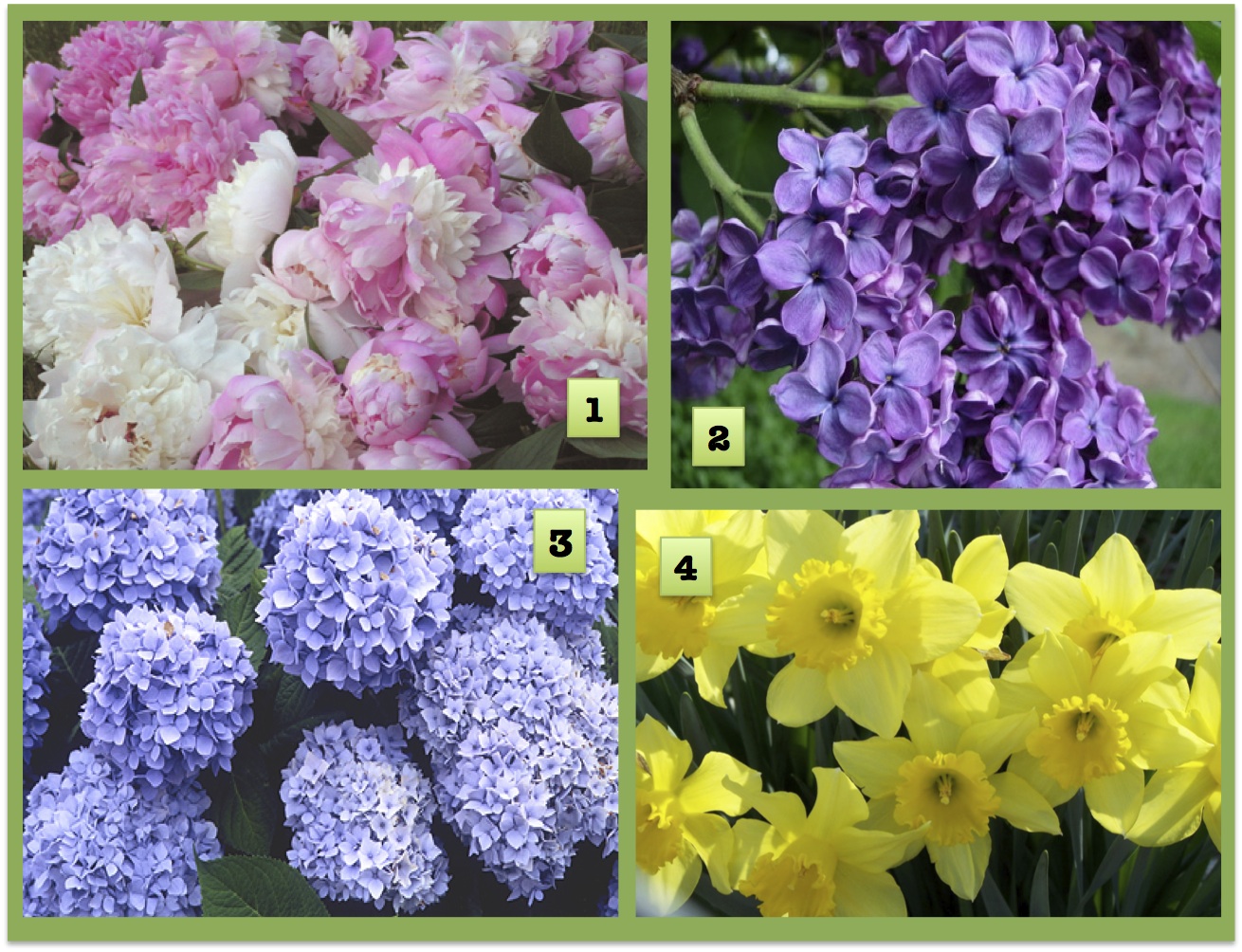 sometimes fancy: may flowers