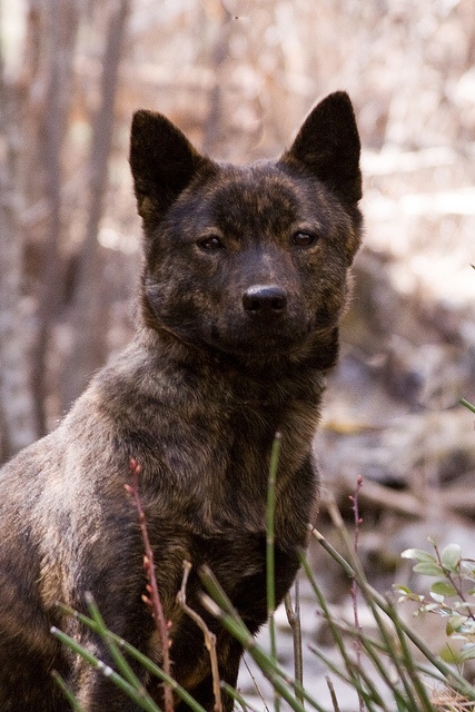 Cães & Cães: Kai Inu - 01