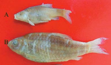 Blog Jenis Ikan: Jenis-Jenis Ikan Langka Perairan Indonesia | GOMUMU ...