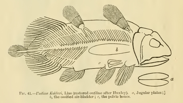The Study: The Eureka Event of the Four-Legged Fish