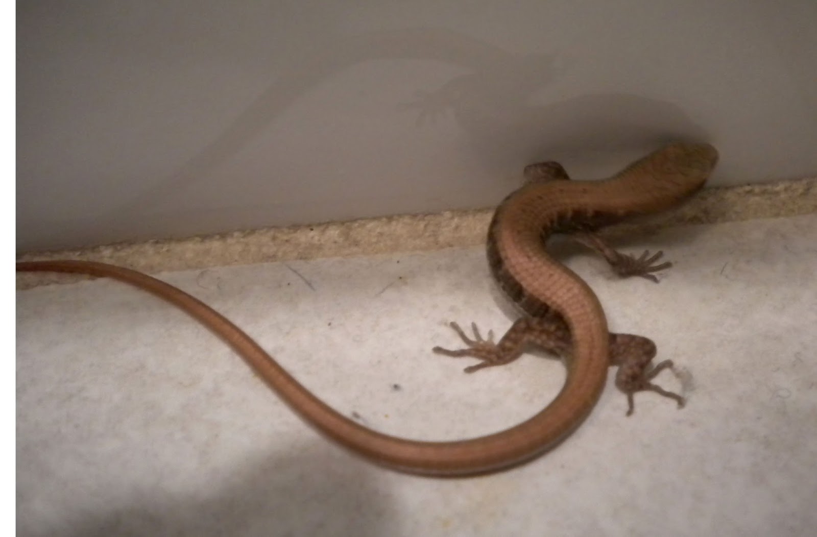The Malibu Post: Living with Lizards