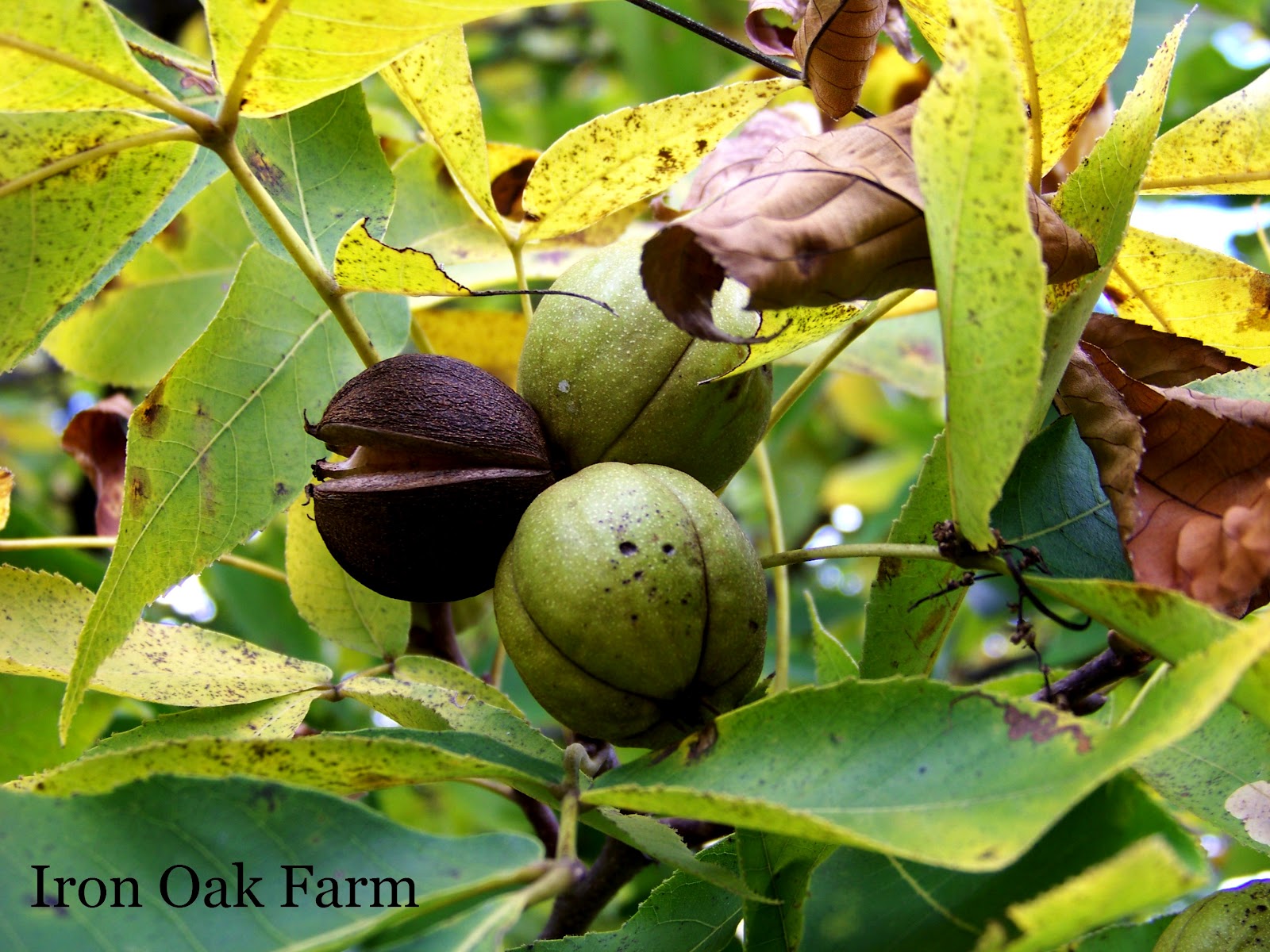 Iron Oak Farm: Delicious Hickory Nuts