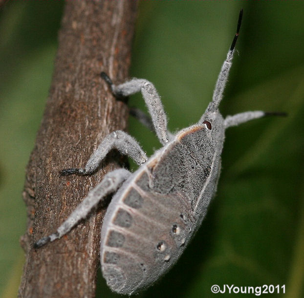 South African Photographs: More bugs
