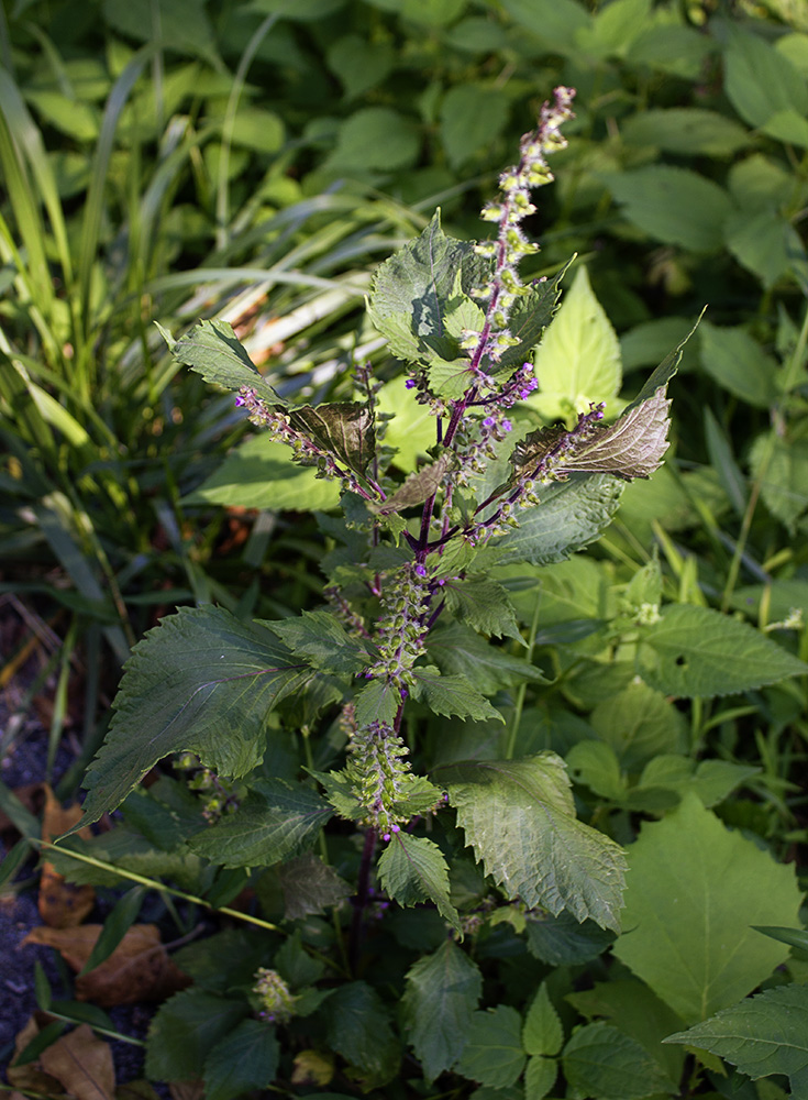 Rurification | Robin Edmundson: Perilla Frutescens
