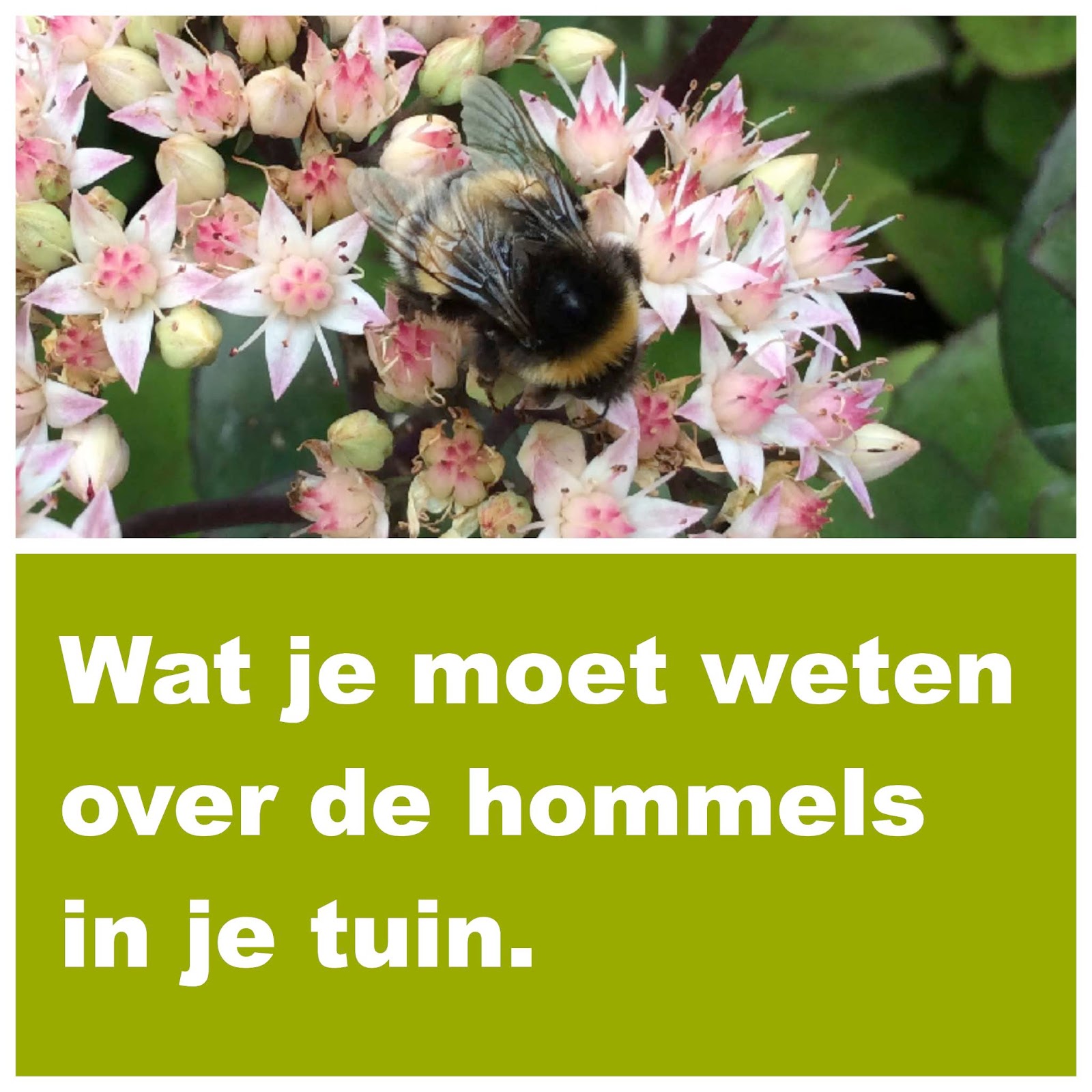 Wat je moet weten over de hommels in je tuin.
