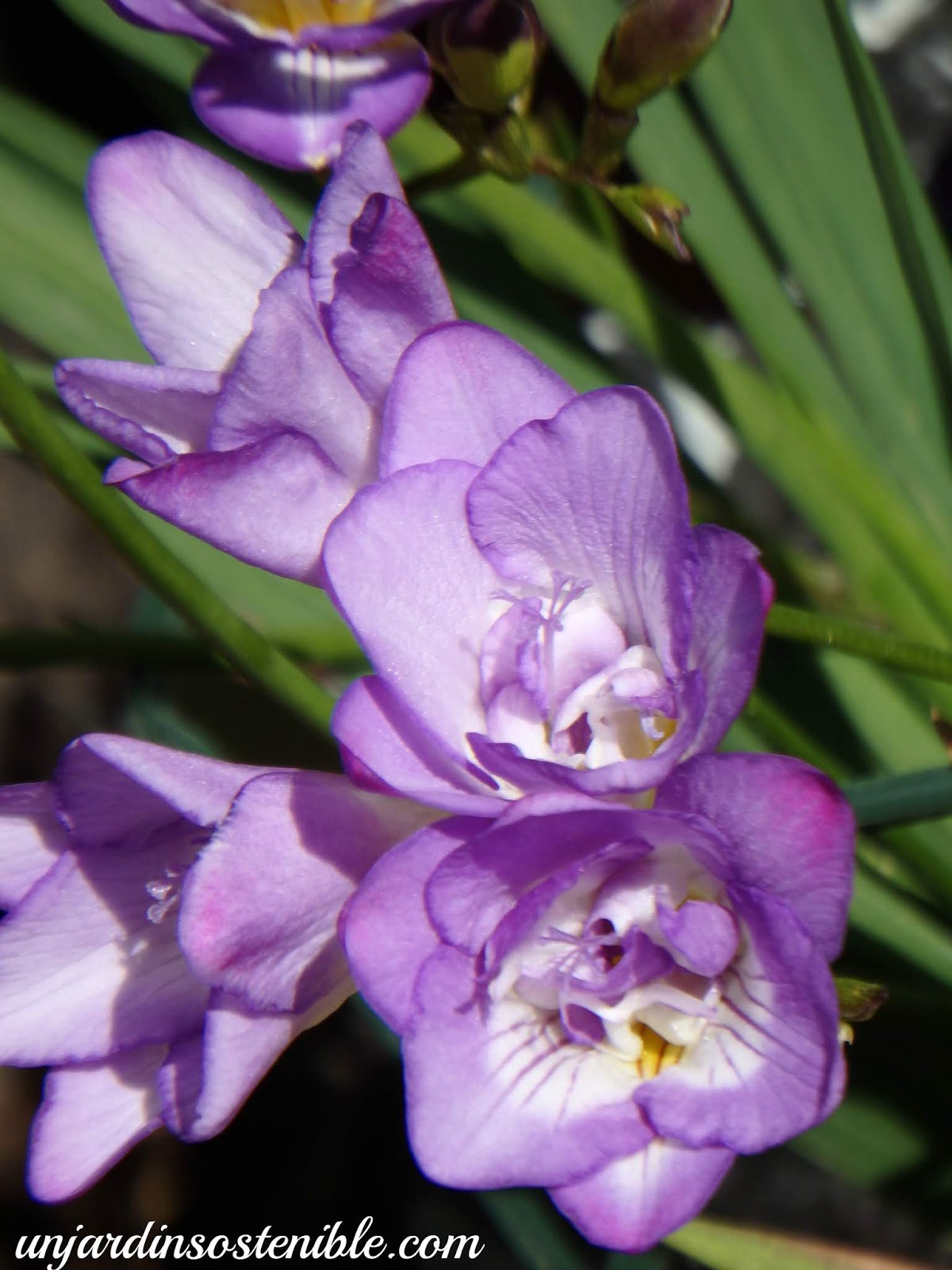 Freesia (Fresilla) "De las primeras en florecer"