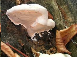 Investigaciónes: The Fungi