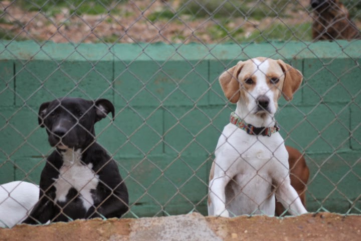 NUEVA IMAGEN DE LA PERRERA