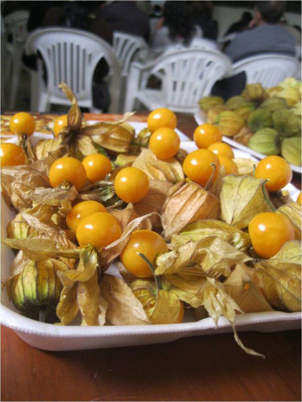 Jes Valencia : Goldenberry, superfood con potencial económico para Mexico