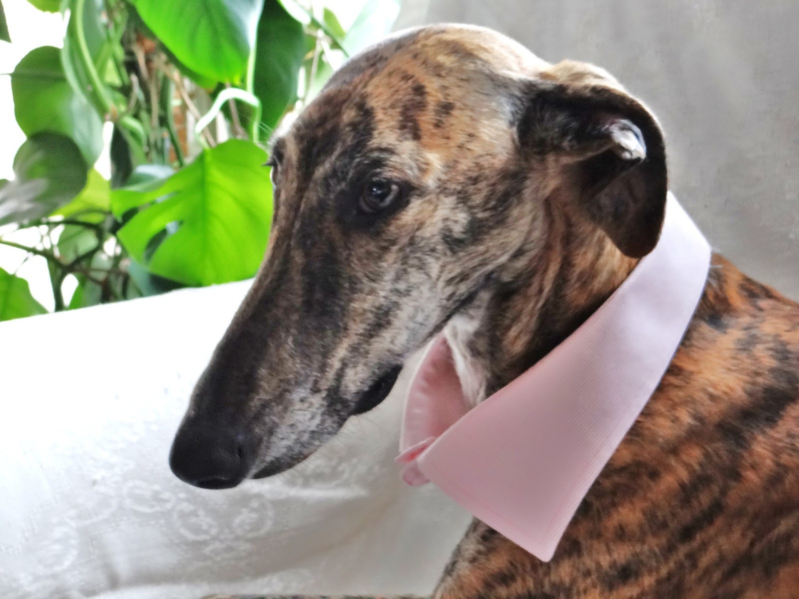 María de la O: Los perros más guapos del mundo