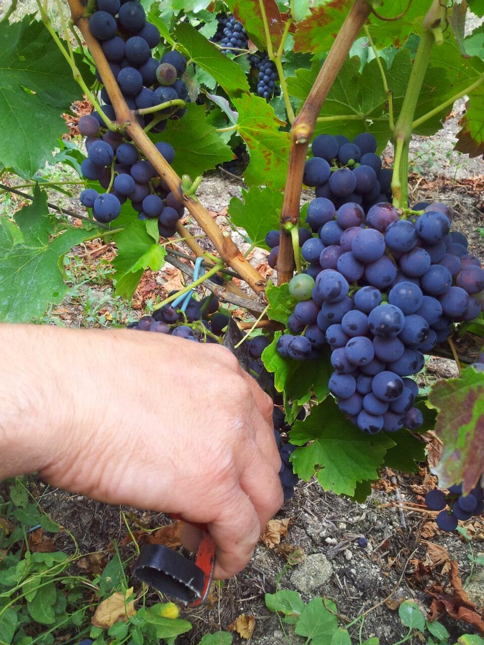 Deshojar, preseleccionar y cortar