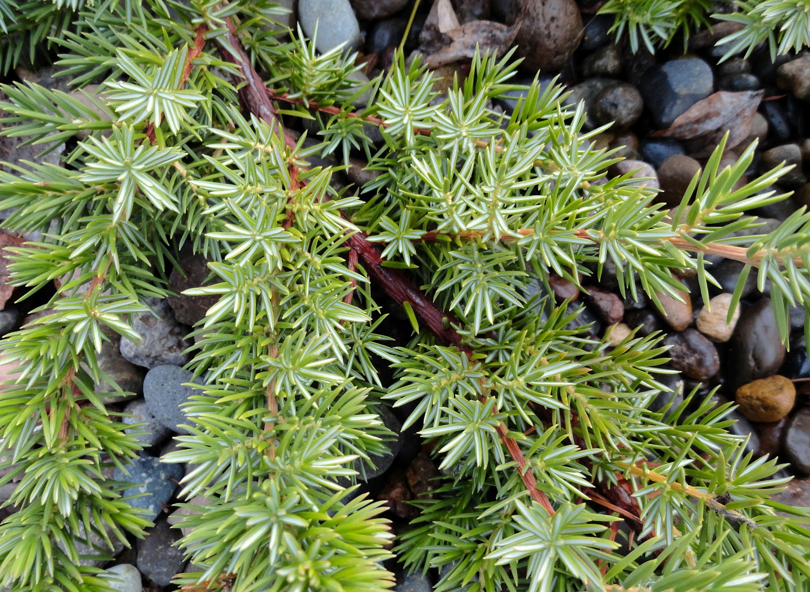 danger garden: Foliage Follow-up…new plants!