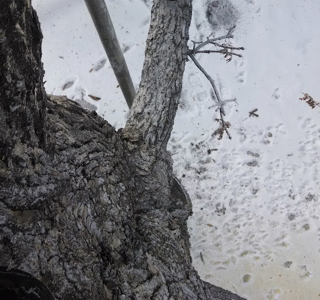 Xericoasis: Clearance Pruning Mature Trees