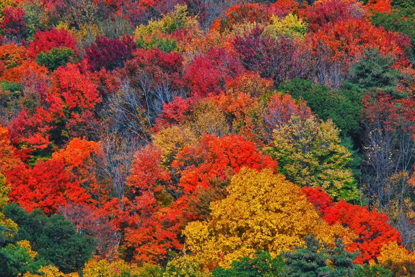 LA CIENCIA DE LA VIDA: La química de los colores del otoño