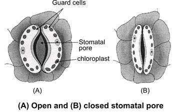 Ncert Biology Solution: Draw the figures of an open and a closed stomata.