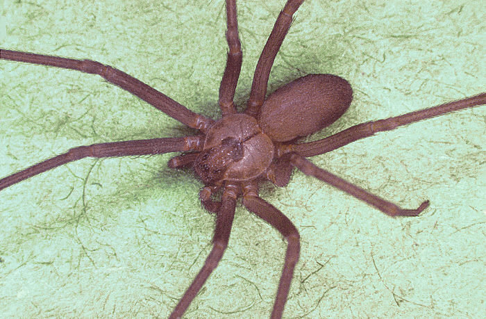 Info-Junction Blog: Brown Recluse Spider
