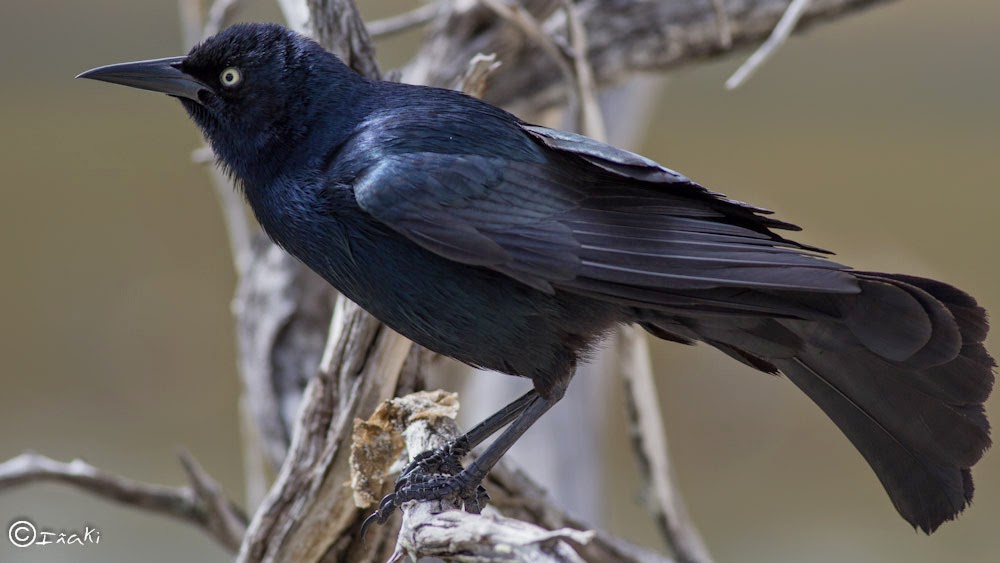 Nosoloaves - Aves del mundo (Birds of the world): Retomando serie Aves ...