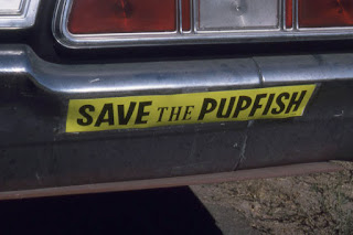 Kelly Time: Nevada Crayfish Boil: Save the Pupfish