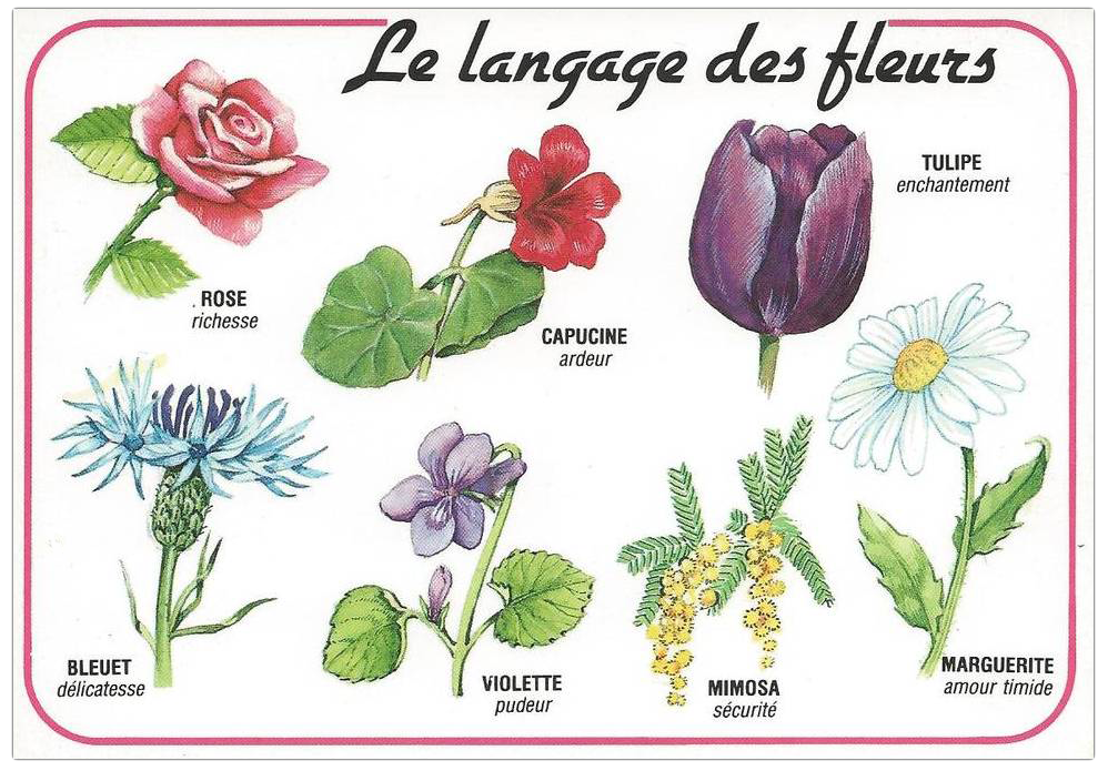 langage des fleurs