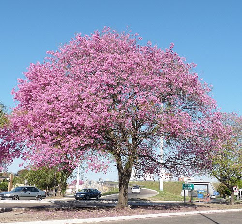 Lore Sol: La leyenda del Tajy o Lapacho