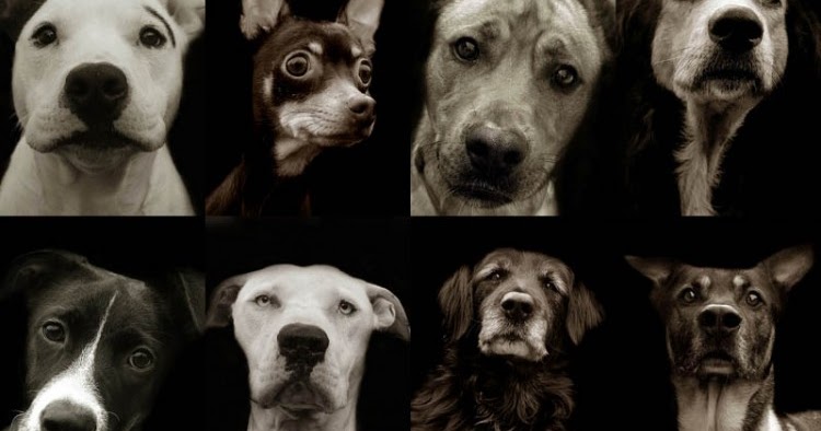 NUNCAJAMAS COCKER: PERROS DE REFUGIO; POR TRAER SCOTT (SPANISH & ENGLISH)