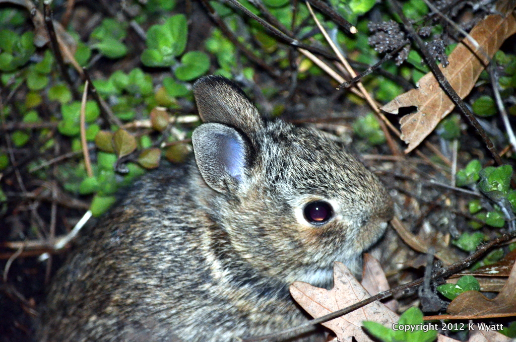 Westie Julep: I Smell Some ... Bunny