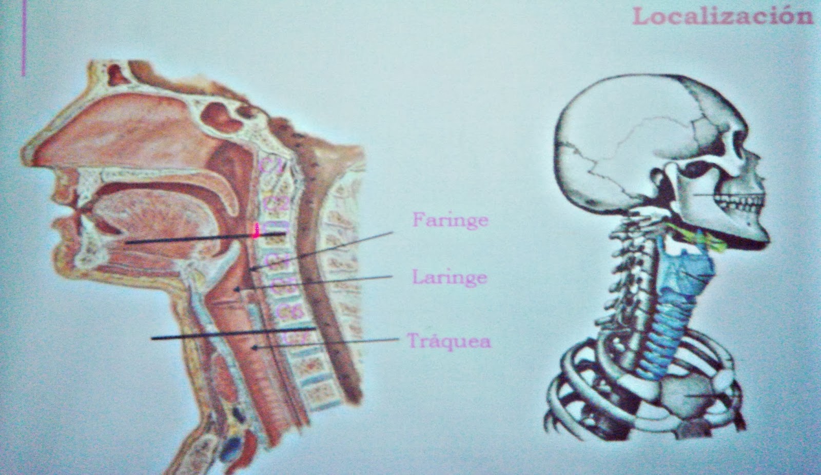 Laringe - Sistema respiratorio