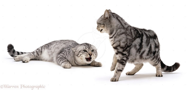 Cat Advice : Cat Behavior Problems; Aggression And How To Deal With It