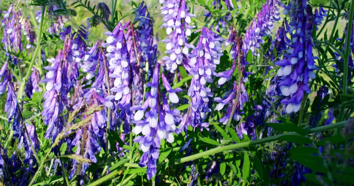 Gżegżółka - Blog to tylko kawałek mojego życia...: Do zobaczenia Kurko!!