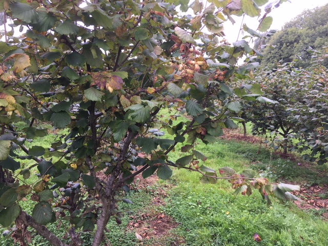 Ightham Mote Cobnuts Project: Cobnut Harvest 2017