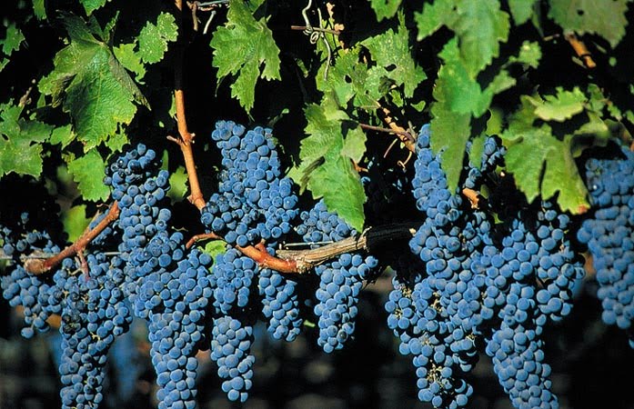 Notícias: A Videira e Seus Frutos