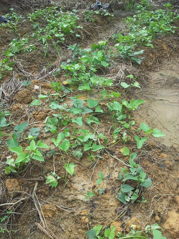 Tanaman Halia: UBI RAMBAT