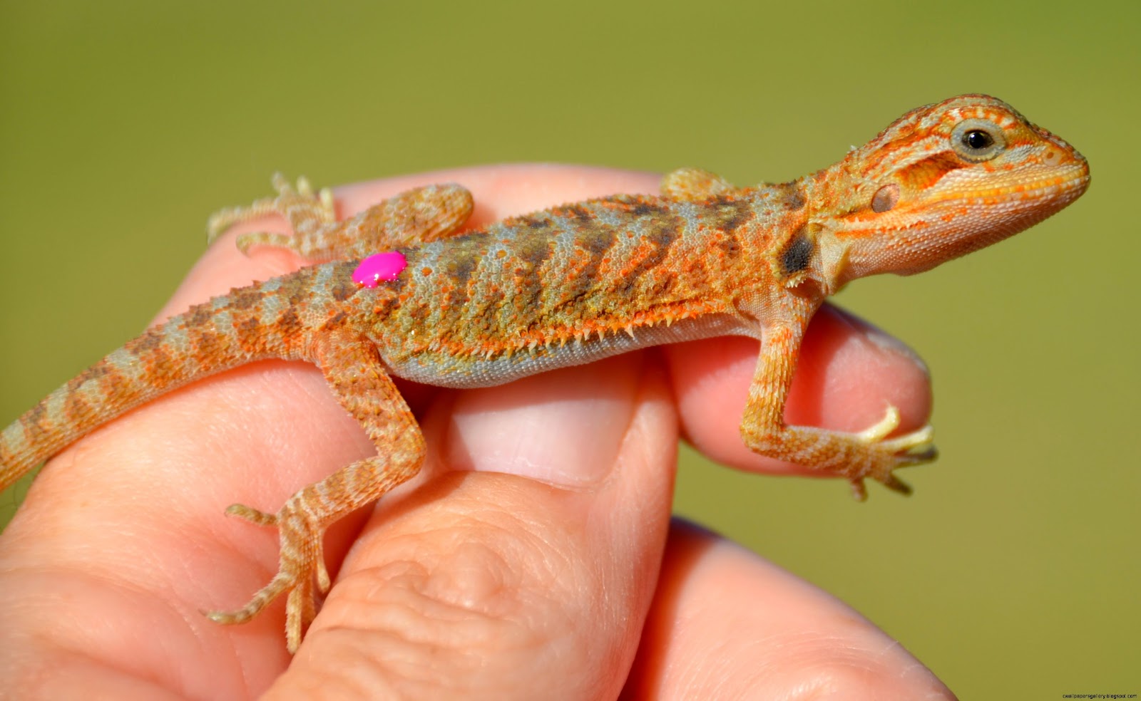 Red Baby Bearded Dragons | Wallpapers Gallery