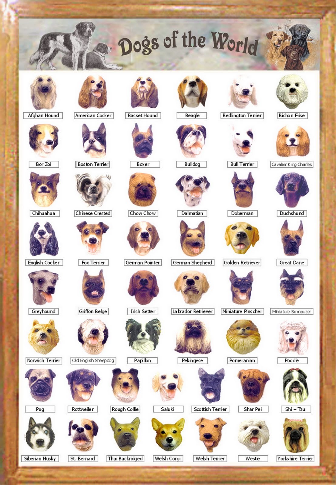 List Of Dog Breeds Every Dog Breed list-of-dog-breeds-every-dog-breed