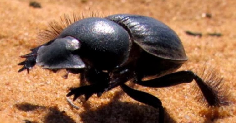 Grymvald Gazetteer: Galloping Dung Beetles