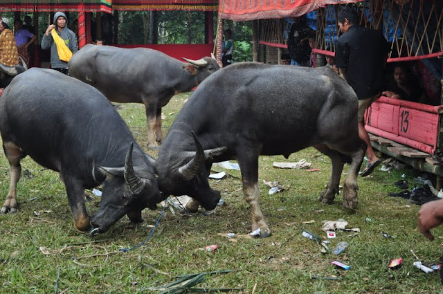 Remike utazo bloggja: TT: Funeral Cer. Bull Cut - part 2