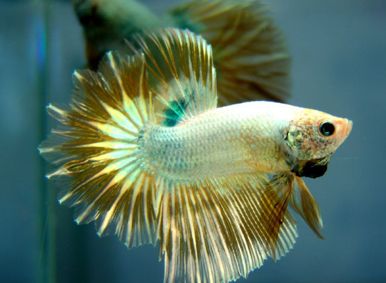 Betta Gold Halfmoon ~ Fish Video