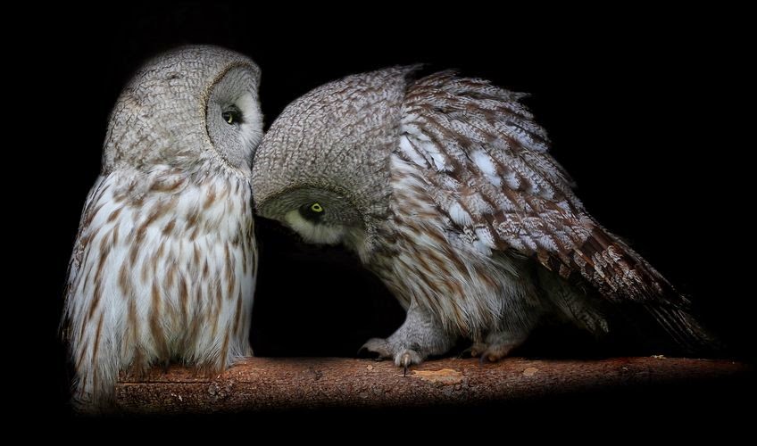 Content in a Cottage: Owl Head Bump (Kiss on Forehead)